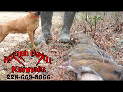 Squirrel dogs. Long line of Feist started by Rotten Bayou Kennels. Check us out on Facebook.