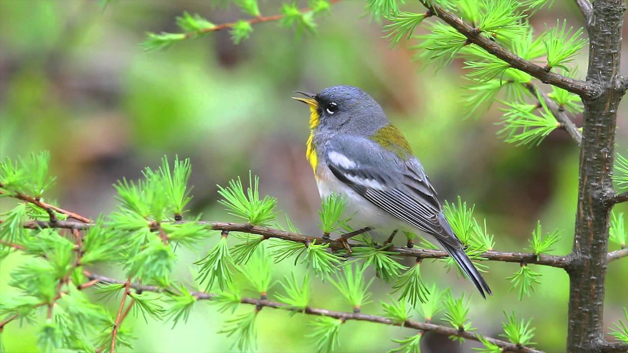 Northern Parula