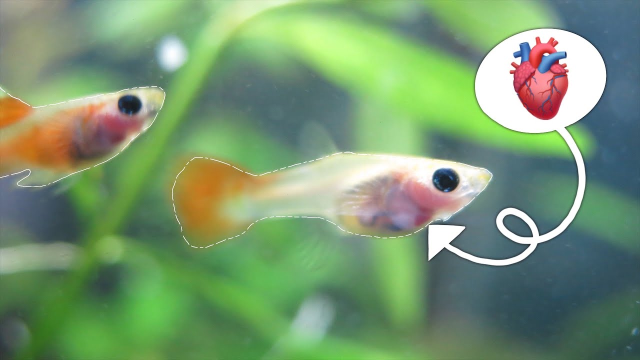 I ordered see through fish!