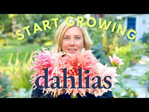 Get started with dahlias 🌿 A guide to the basics