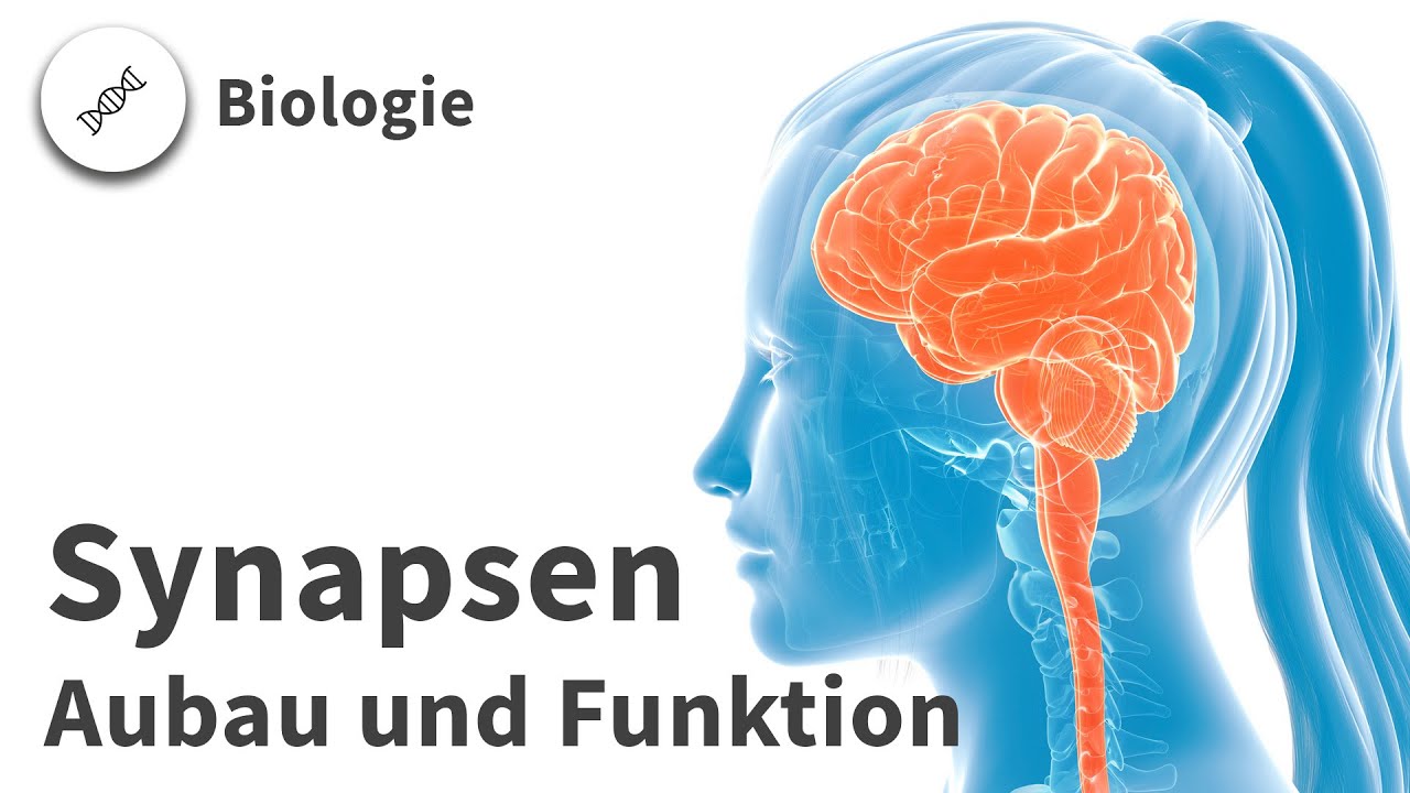 Understanding Synapses: Structure and Function in Biology | Galaxy.ai