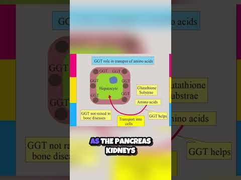 The GGT Enzyme Test for Liver Health