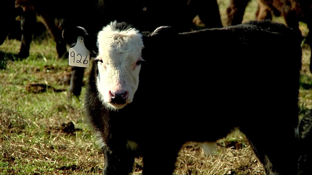 Cattle AI Technology