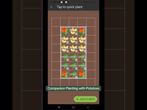🥔 Companion Planting for Potatoes | Potato Companions | What to plant with Potatoes | Garden Layout