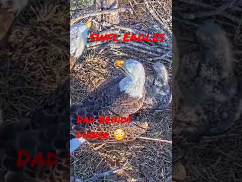 SWFL EAGLES 💜 subscribe to see what he left... #swfl #happyfamily #eagle