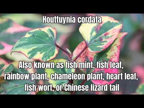 Chameleon Plant: Medicinal Use & Tincture