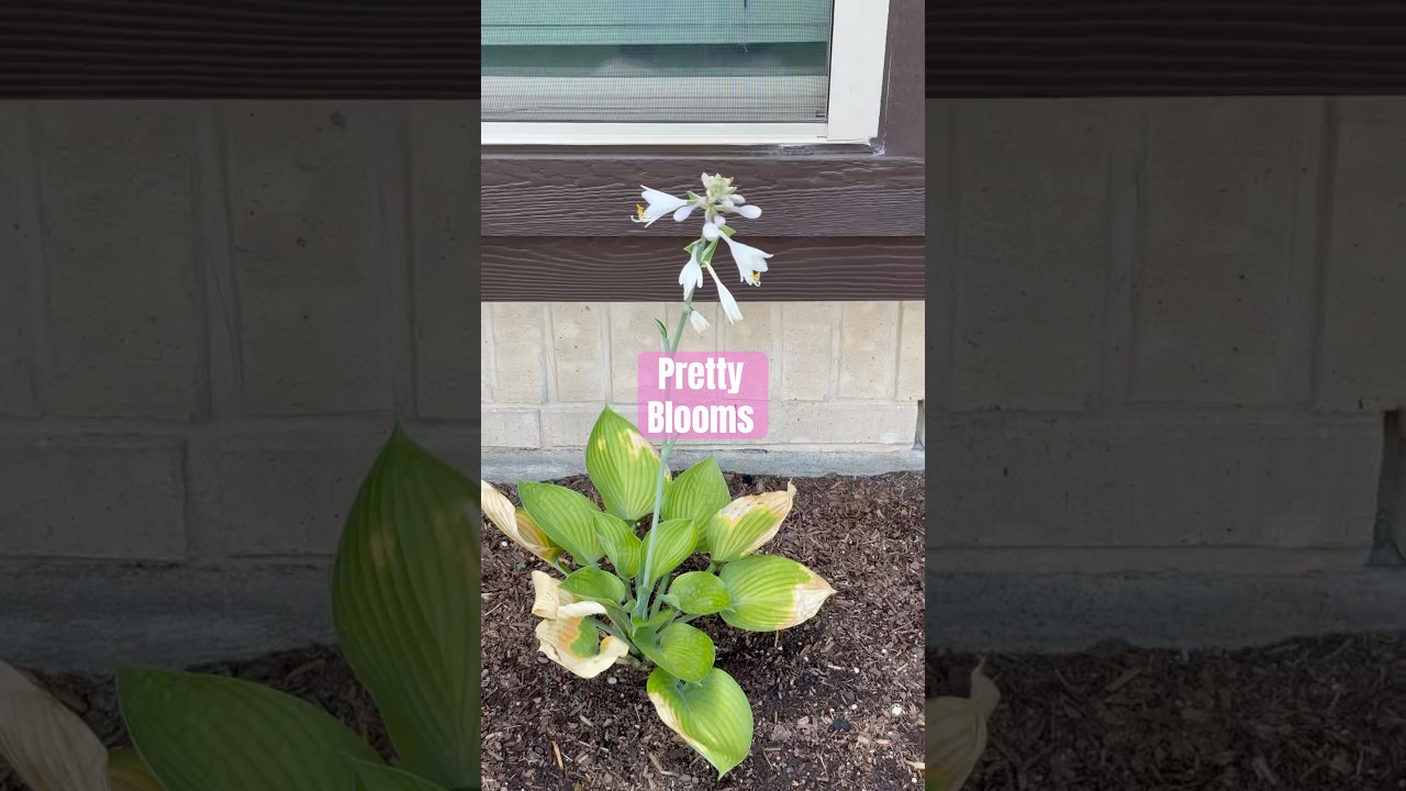 My first blooming hosta #gardening #garden #hosta