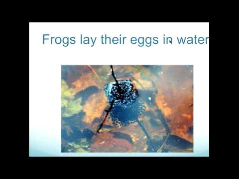 The Life Cycle of a Frog 5.mov