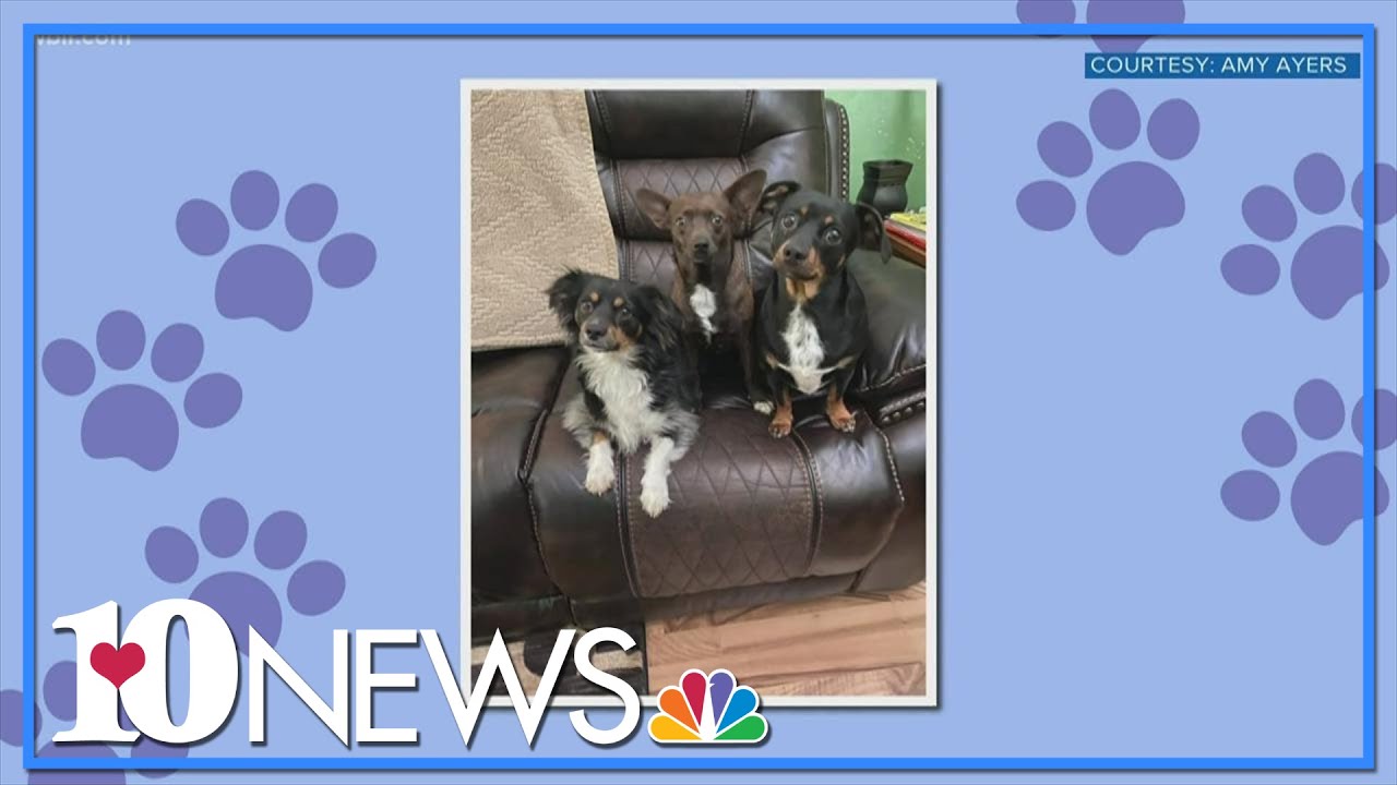 Happy National Pet Day