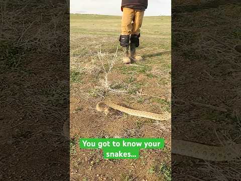 Know Your Snakes PPL! No rattle does not means its not a rattlesnake #snake #herping #subscribe