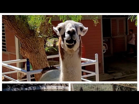 Visitando the gentle barn en santa Clarita California.