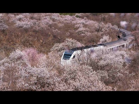 Train Ride CABINVIEW from Norway Trondheim to Bodø (Spring) Nordland Line in 4K UHD