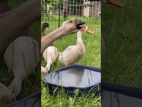 Silly goose #goose #geese #homestead #farmlife #texas #ducks #newfarm #cutegoose #bonham