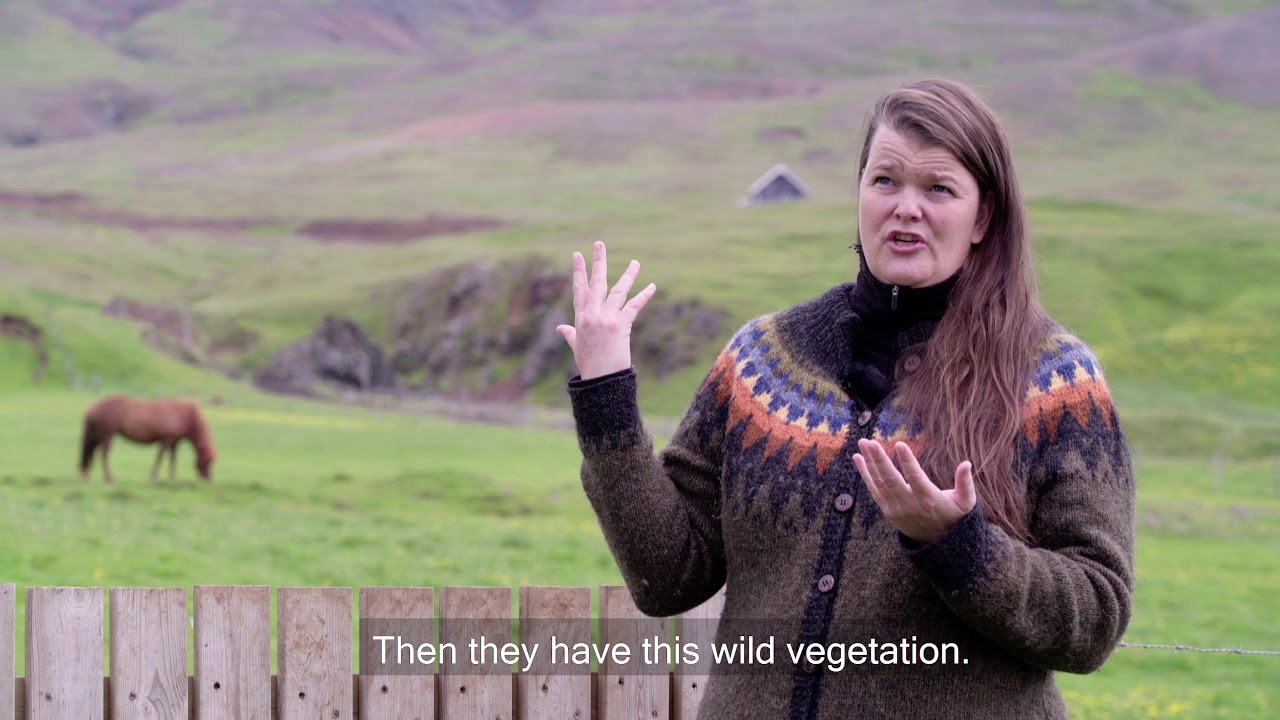 The Icelandic lamb grazing in the mountains