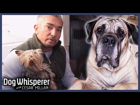 145 Pounds of Unsocialized Dog Learns To Be In Pack! | Dog Whisperer With Cesar Millan