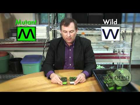 Arabidopsis Introduction
