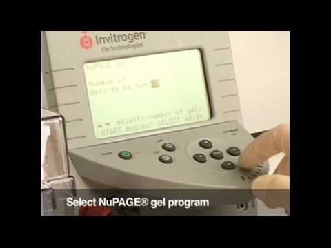 Invitrogen Novex® Bis-Tris Gel System Demonstration