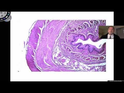 The Alimentary Canal