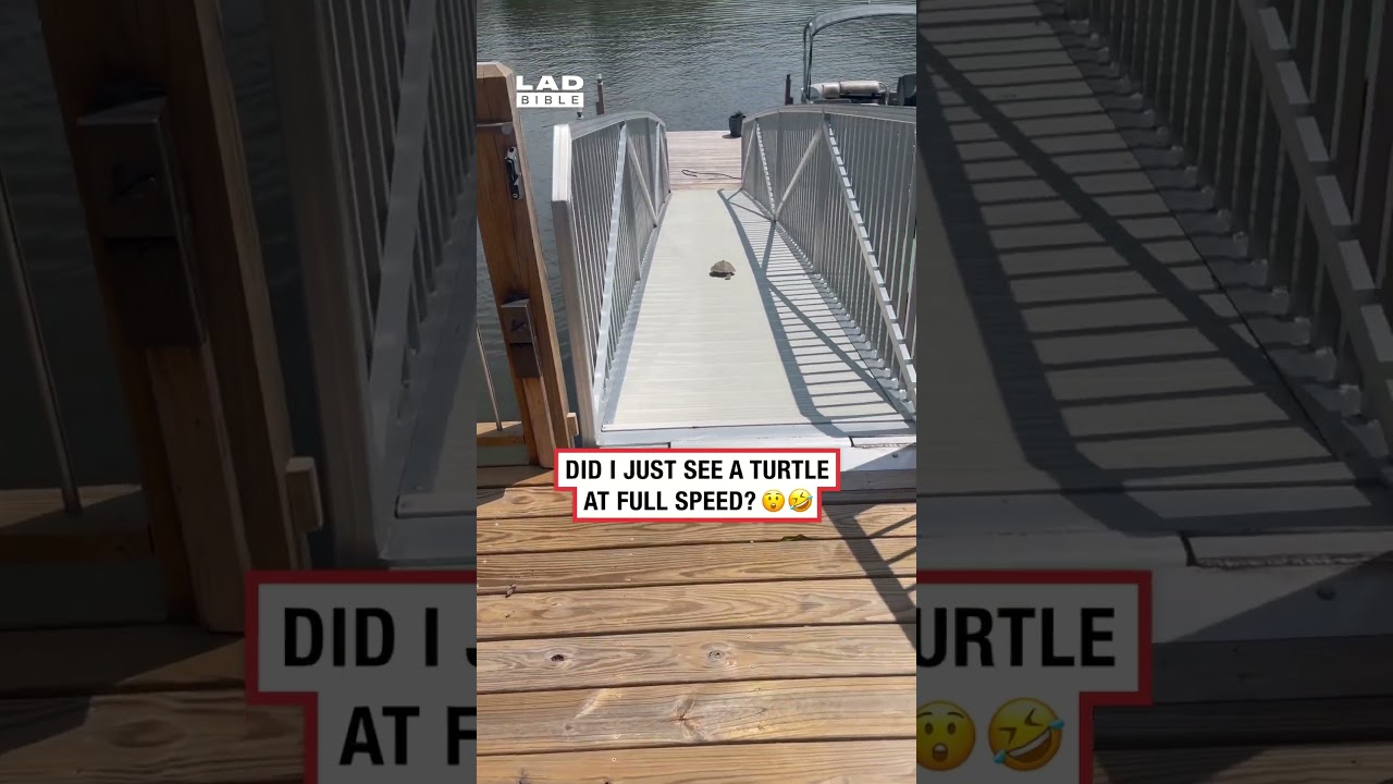 Did I just see a turtle at full speed? 😲🤣 (🎥: ViralHog)