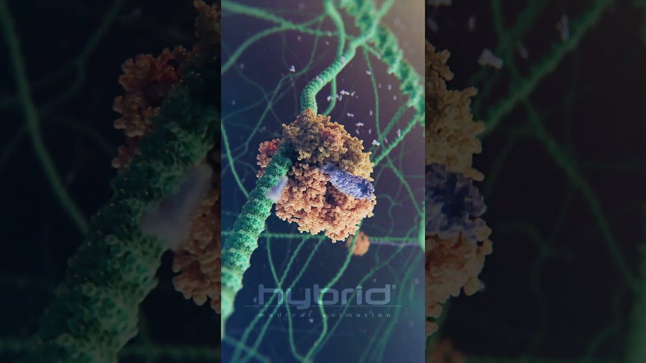 mRNA transcription animation | #transcription #proteinsynthesis #medicalanimation