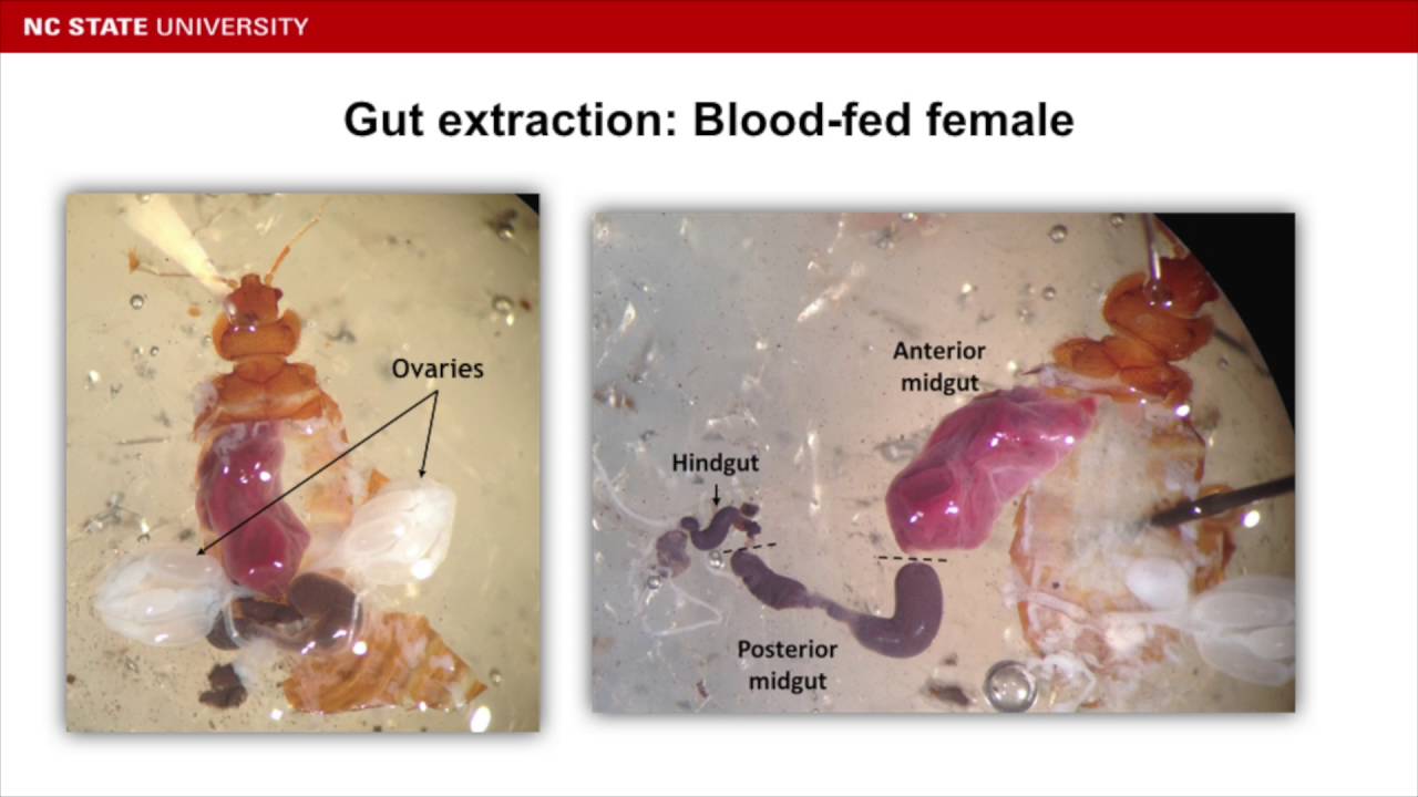 STUDENT: Bedbugs Bite