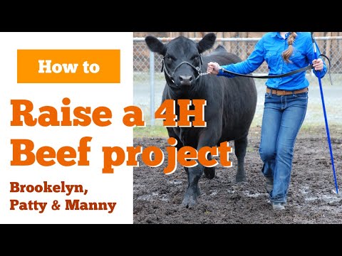 4H Beef club | Preparing for spring beef show