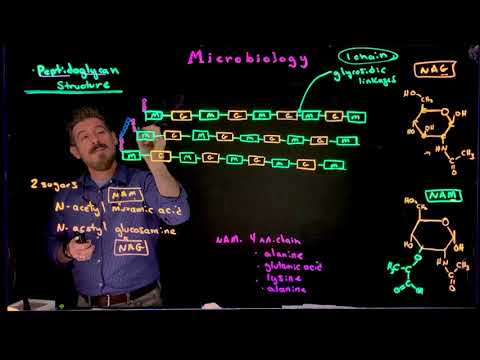 Peptidoglycan Structure