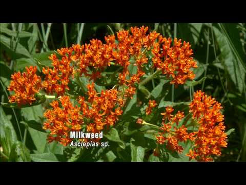 Nectar Resources for Butterflies