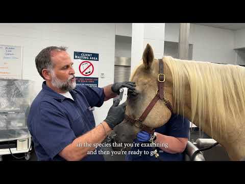 Professor Richard McMullen talks about the IOP measurement of a horse