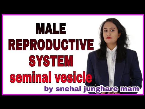 MALE REPRODUCTUVE SYSTEM ./seminal vesicle.by snehal mam