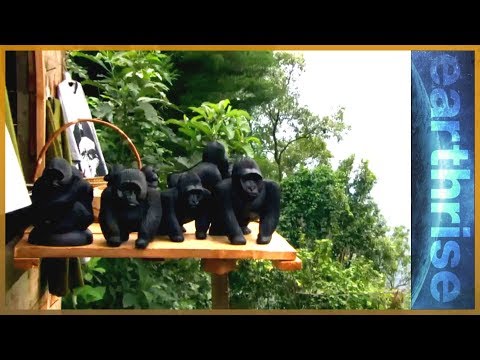 🇺🇬 Mountain Gorillas In Uganda & The Great Seed Bank | Earthrise