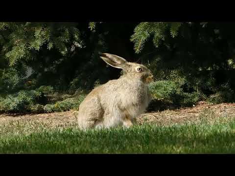 Do Rabbits Chew Cud? Exploring Their Unique Digestion