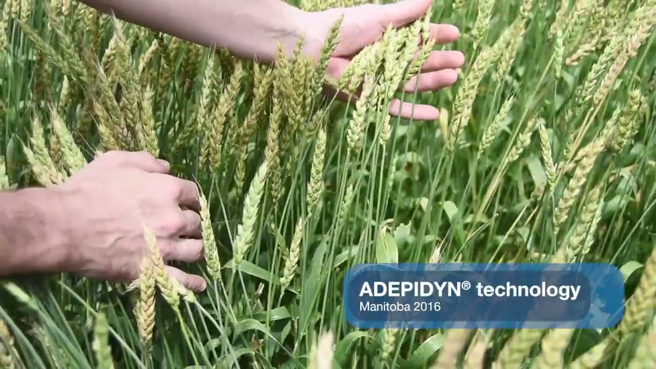 High Yield Wheat Tips: Head Scab Management
