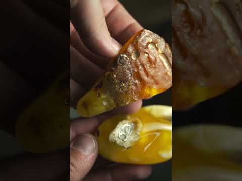 Amber does NOT Form from Tree Sap