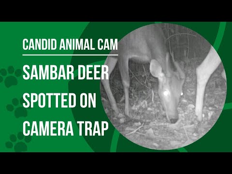 What is a sambar deer? Meeting one of Asia's largest threatened deer | Candid Animal Cam
