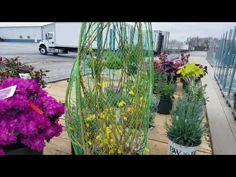 Forsythia x intermedia 'Lynwood' // Magical Spring Color