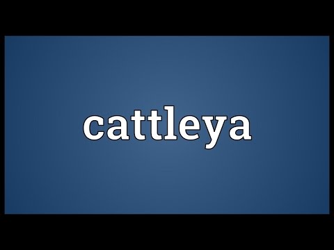 Cattleya Meaning