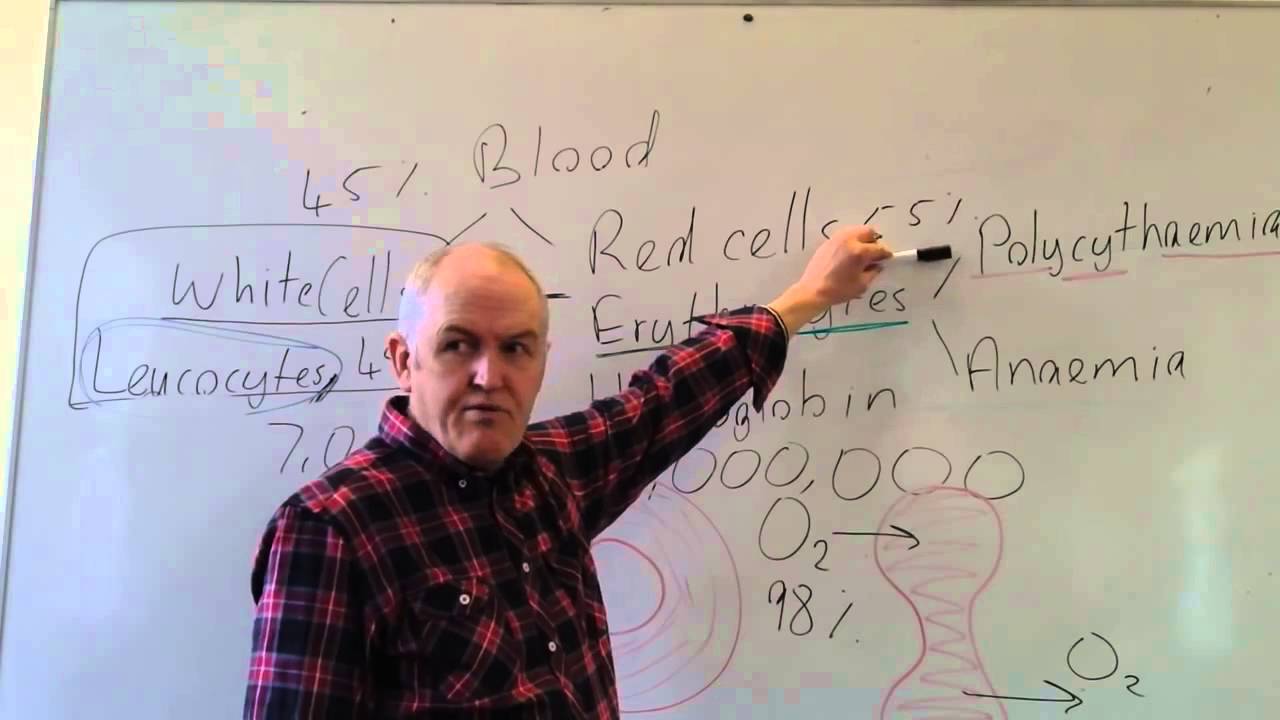 Blood cells Power Point Presentation