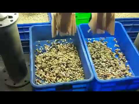 Sortex Machine - Rice Sortex Machine Latest Price, Manufacturers ...