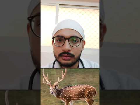 Ruminants and non ruminants #viral #veterinary #biology #cow #buffalo #pig#dog #doglover #horse #cat