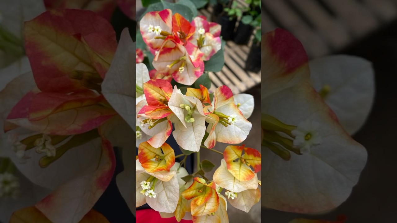 TOP 10 ID BOUGENVILLE