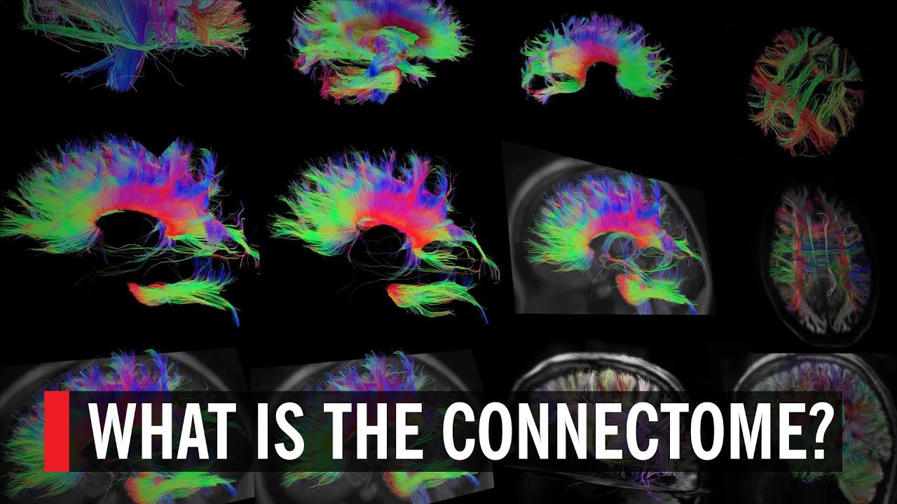 What is the Connectome? Mapping Neurons in the Brain | World Science Festival