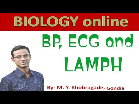 What is BP, ECG and LAMPH ?