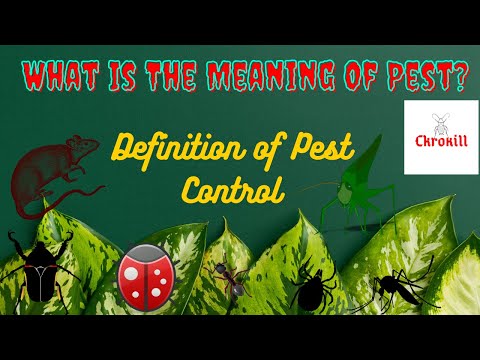 What Is The Meaning Of Pest