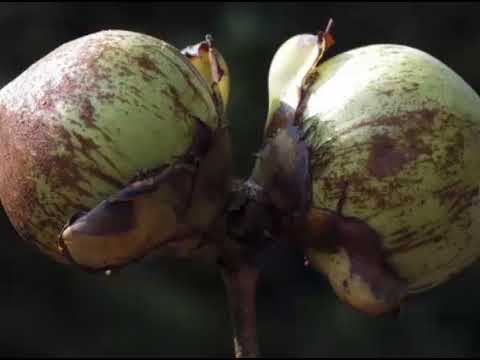 Health benefits of Ironwort
