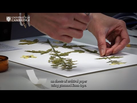 How herbarium specimens are prepared at the Cambridge University Herbarium