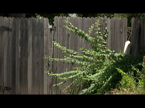 Deputies say Tarrant County man killed in dog attack | NBCDFW