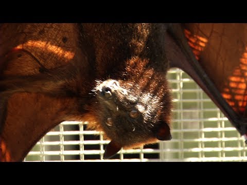 Why are Bats Important?