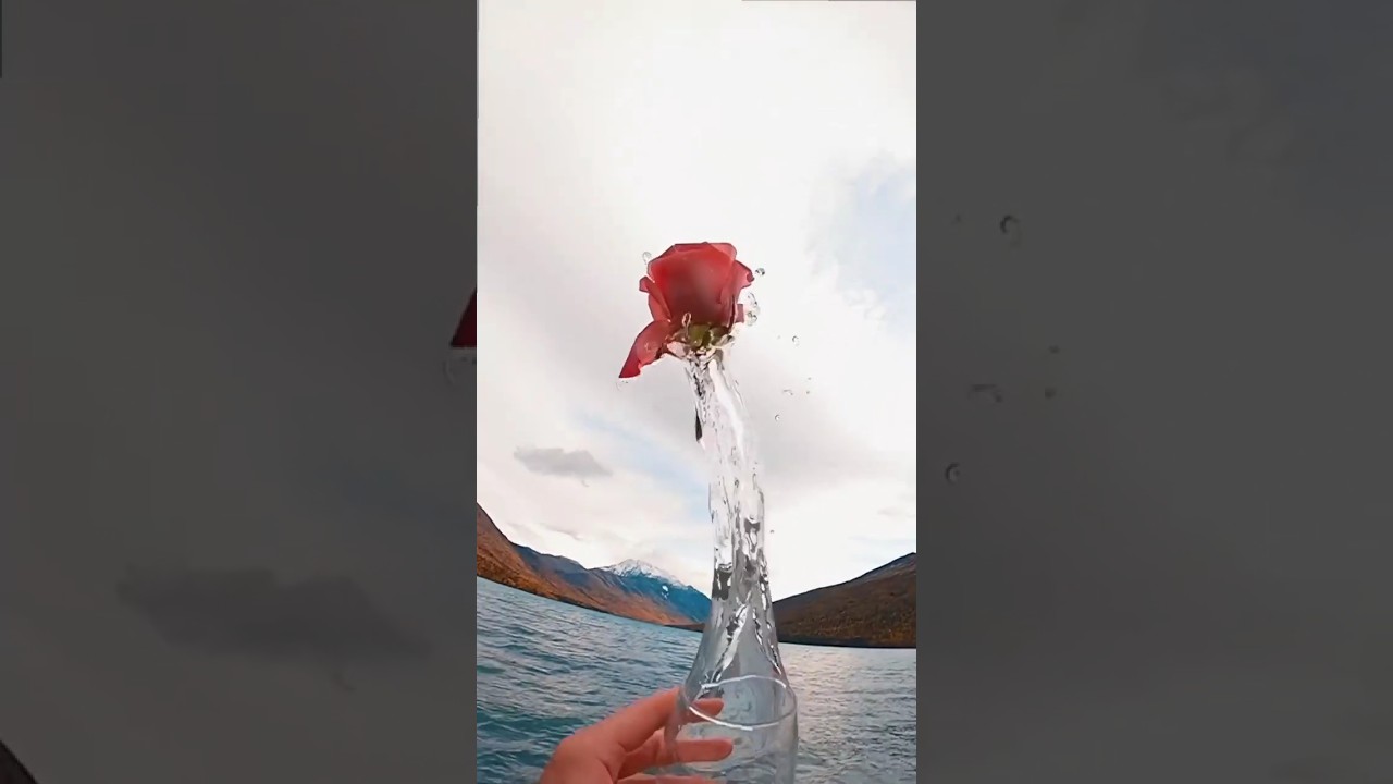 💖💖Beautiful Rose status video 🌹🌹🌺🌺Rose wallpaper hd video 💝💝😍😍Rose 4k wallpaper#naturelovers #nature