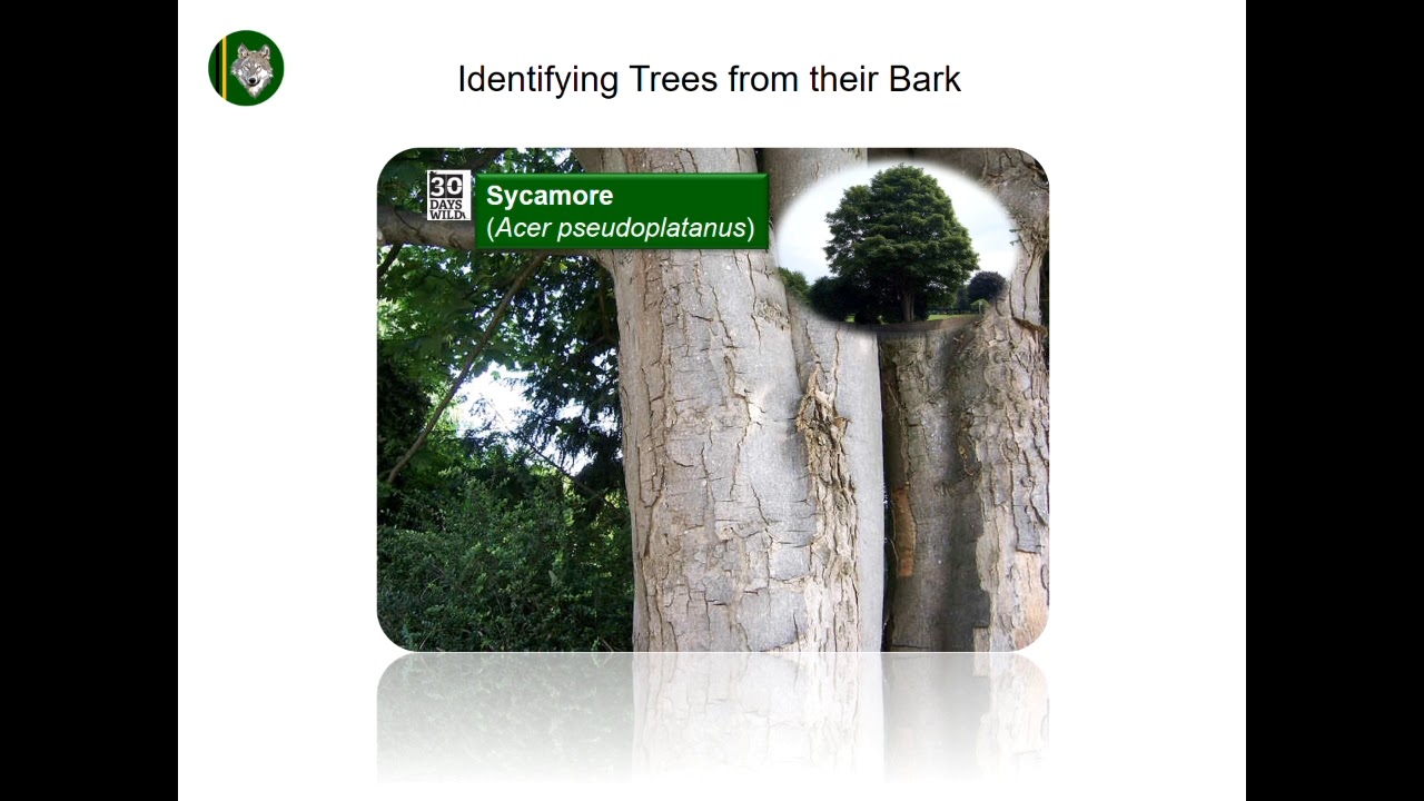 Identifying Trees from their Bark: Sycamore